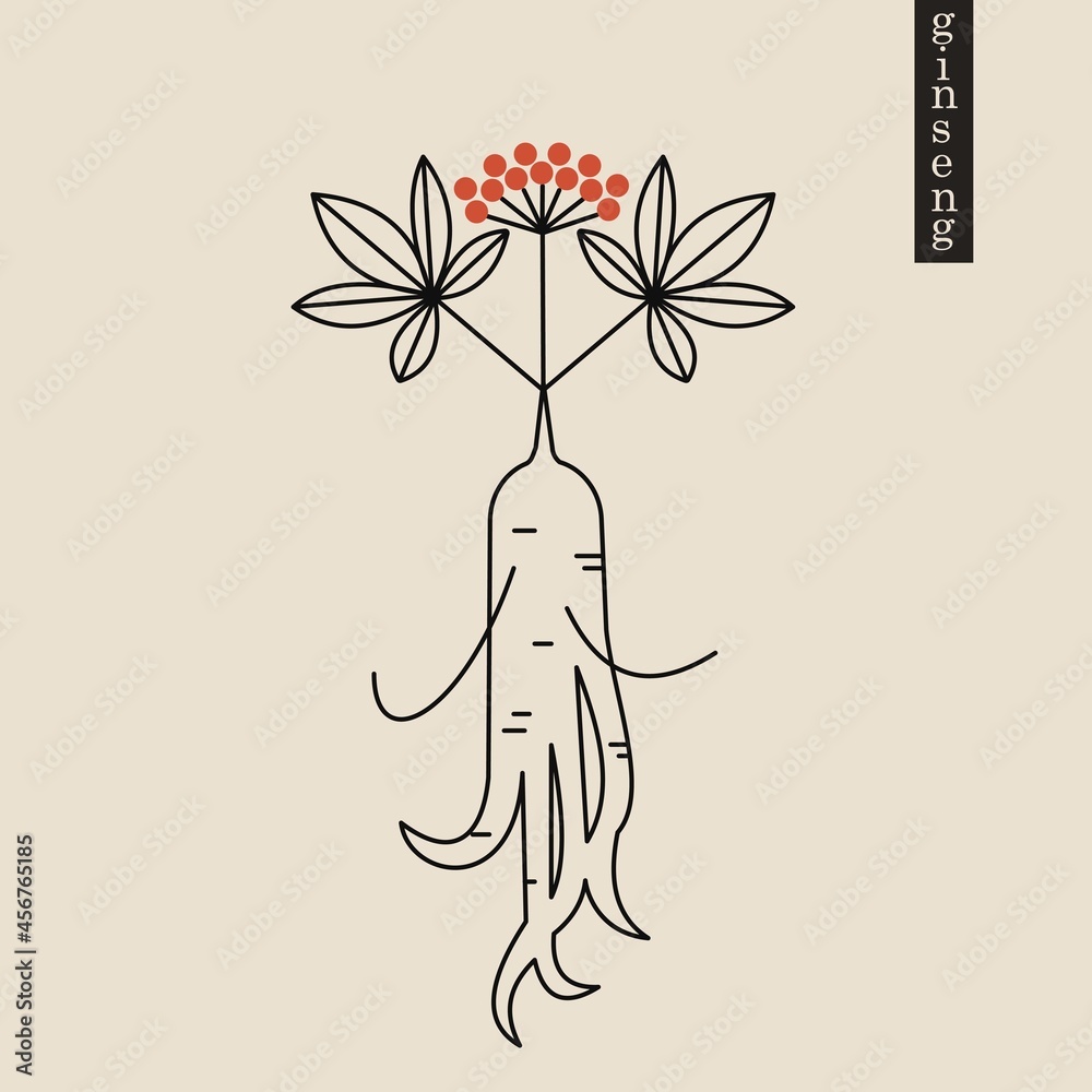 Vector outline illustration of red panax ginseng root icon with ...