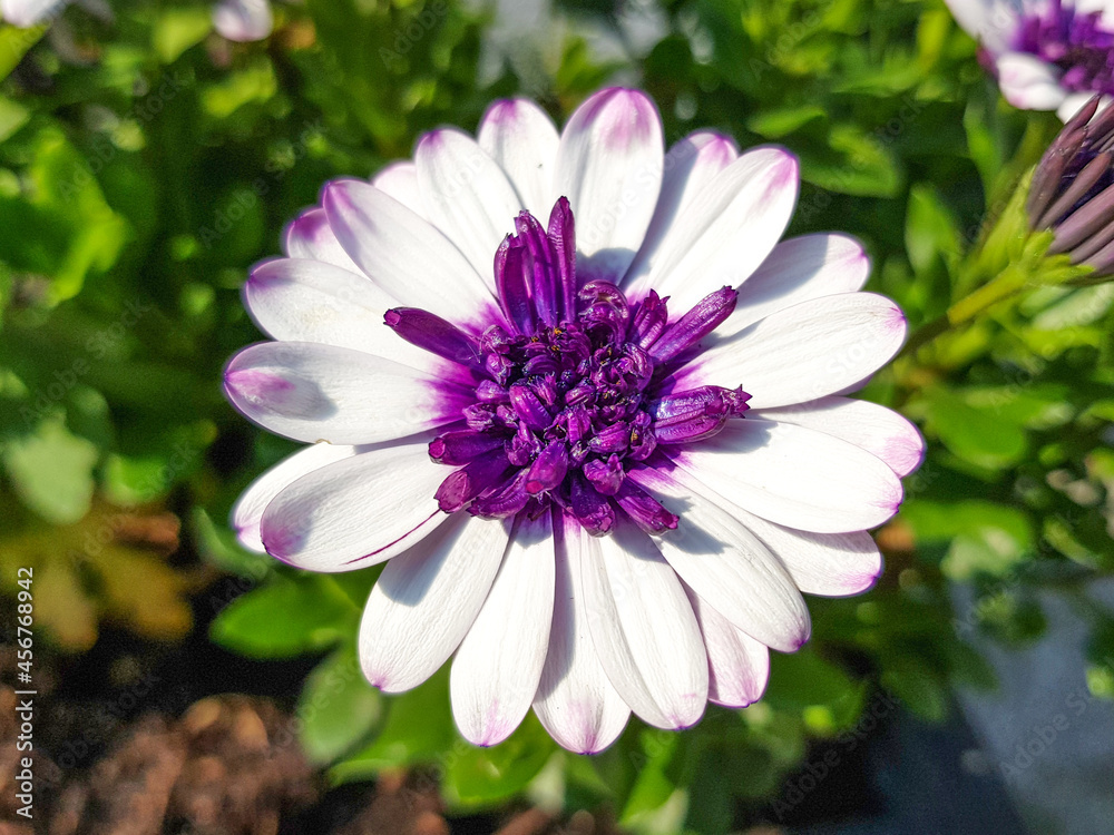 trailing African daisy also shrubby daisybush (in german Buschiges ...