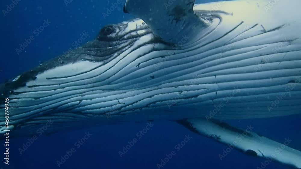 An adult humpback whale with a lifetime of scars plays in a pod or ...