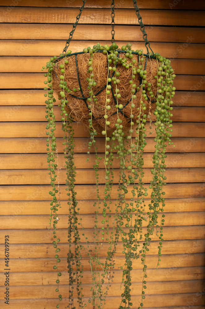 Exotic succulent plants. Closeup view of a Curio rowleyanus, also known ...