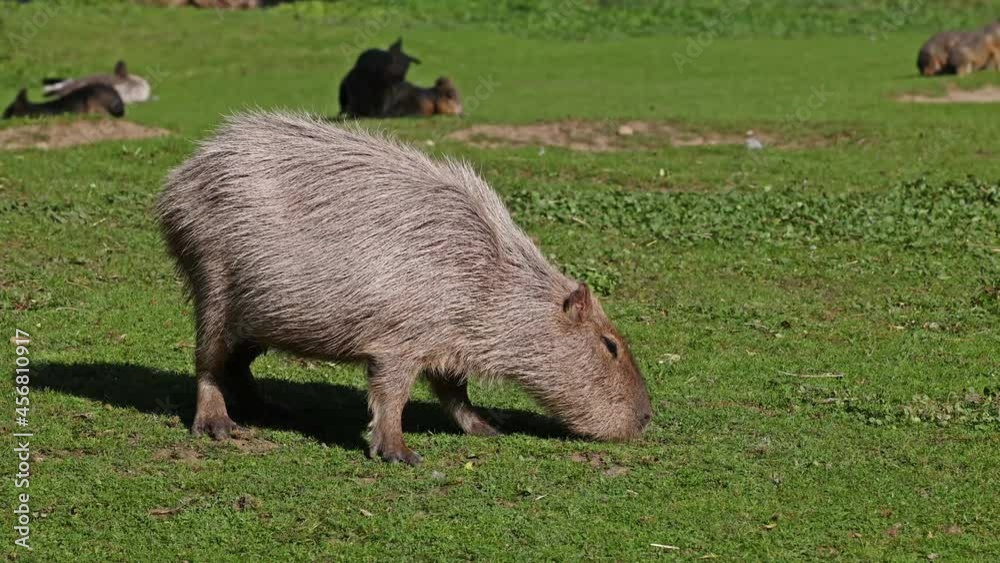 The capybara, Hydrochoerus hydrochaeris is the largest extant rodent in ...