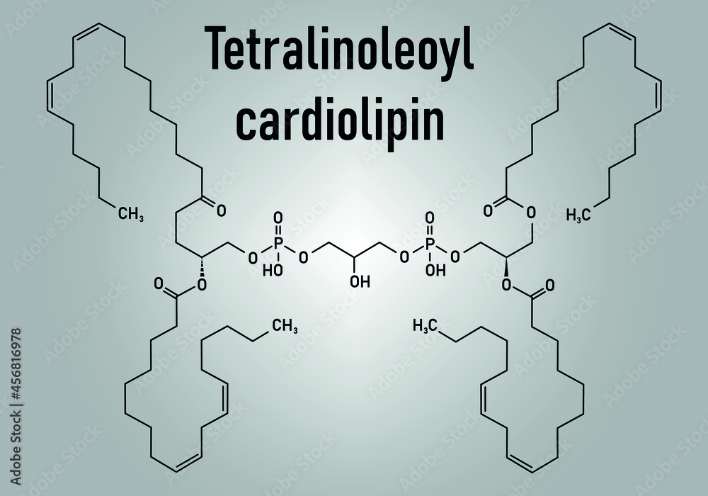Cardiolipin (tetralinoleoyl cardiolipin) molecule. Important component ...