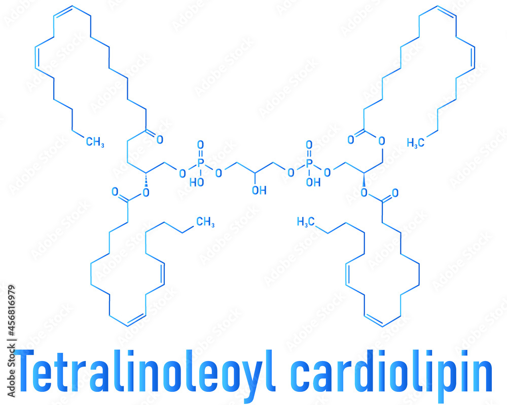 Cardiolipin (tetralinoleoyl cardiolipin) molecule. Important component ...