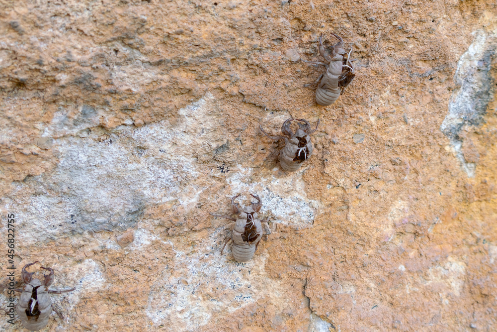 empty cicada shells on a rock wall at dunns swamp in wollemi national ...