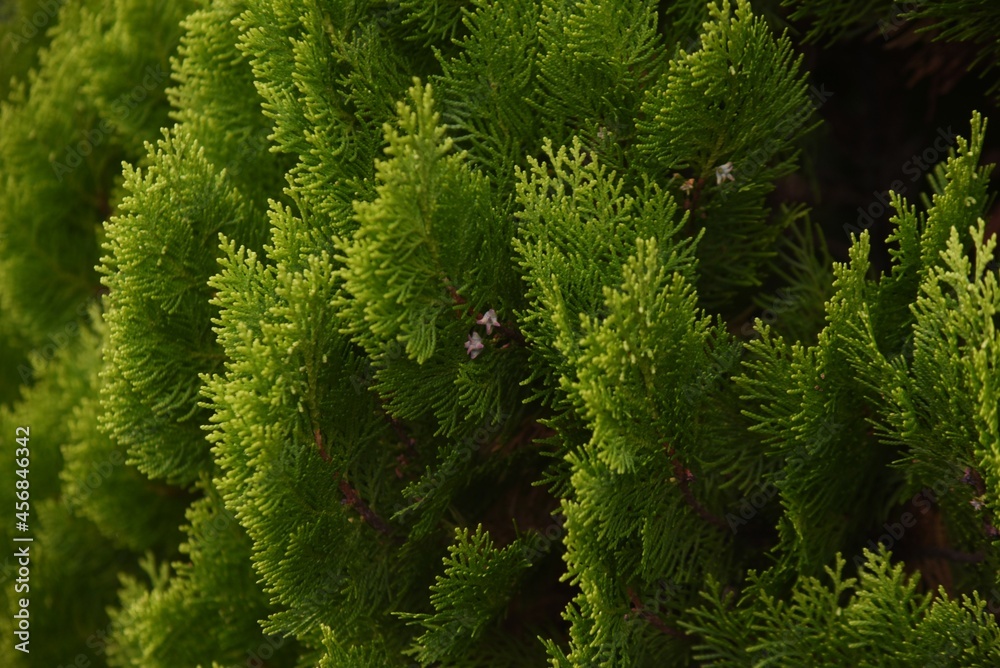 Chinese arvorvitae fruits. Cupressaceae evergreen conifer. The leaves ...