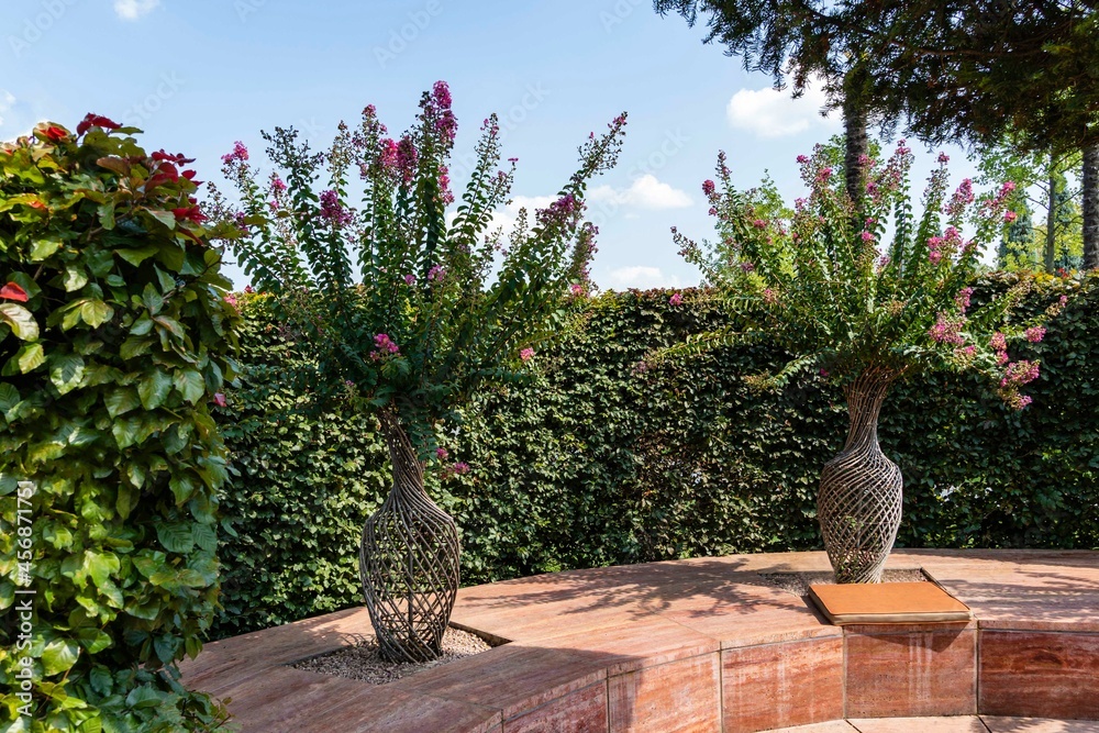Living vase of lagerstroemia plants, also called Indian lilacs. Pink ...