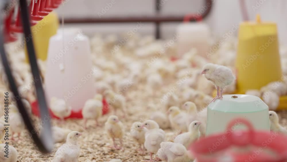 Large group of cute broiler chicks walking and eating grain at small ...