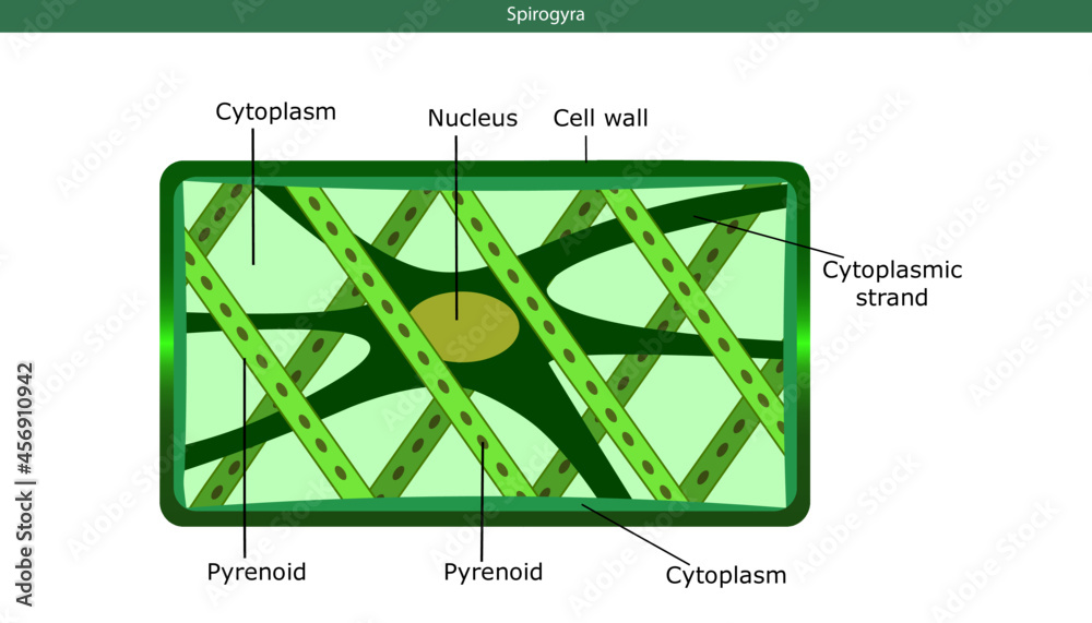 Diagram of a Spirogyra cell with parts labeled Stock Vector | Adobe Stock