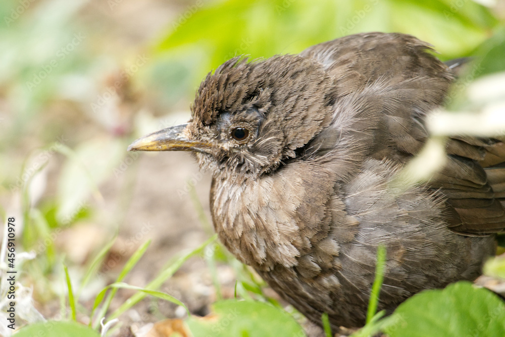 A juvenile blackbird suffering from suspected trichomoniasis (or canker ...