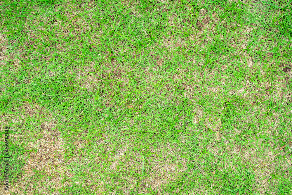 Green grass texture for background. Green lawn pattern and texture ...