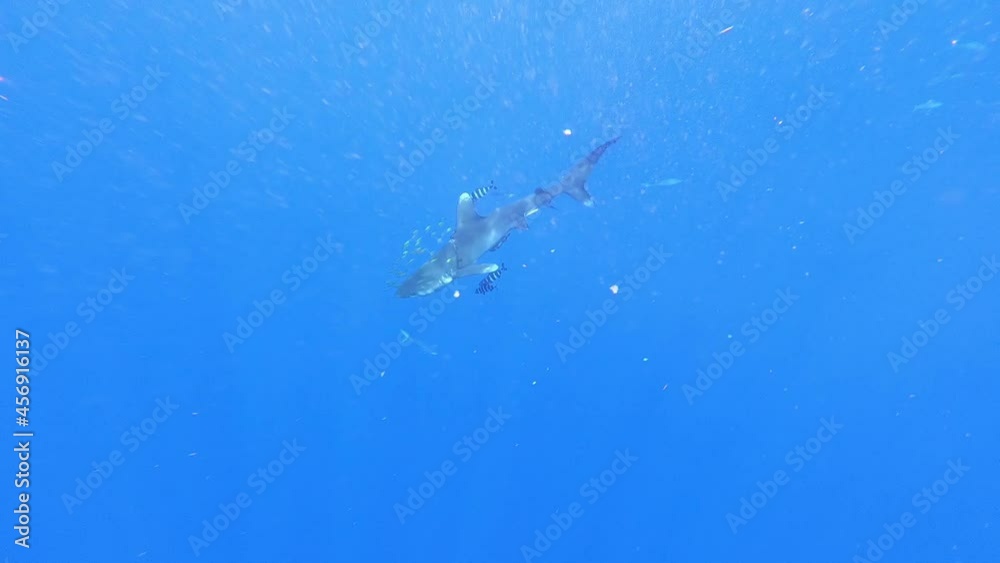 Shark longimanus, oceanic white tip shark, wounded by plastic fishing net swims in search of ...