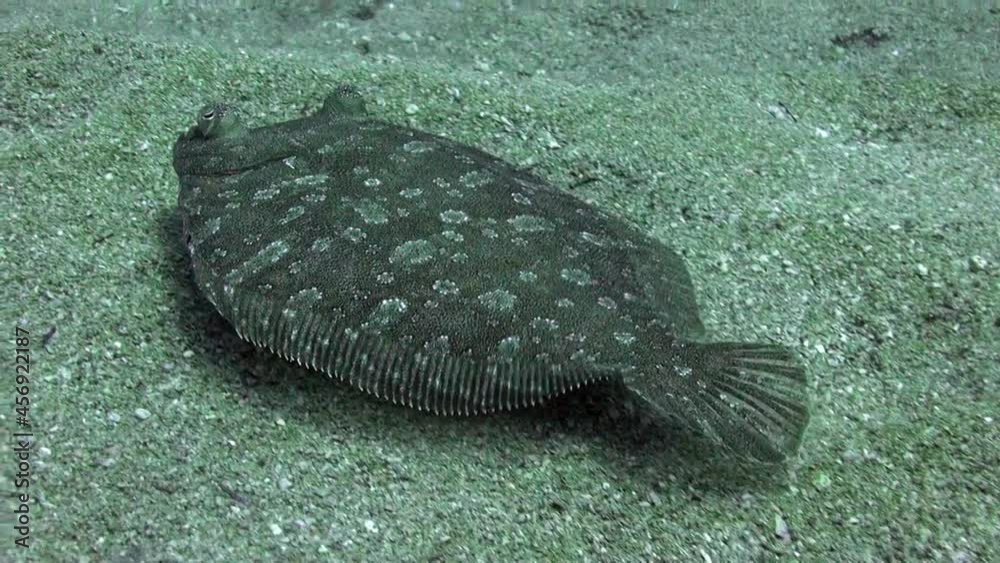Flounder fish underwater on sandy bottom of volcanic origin in Atlantic ...
