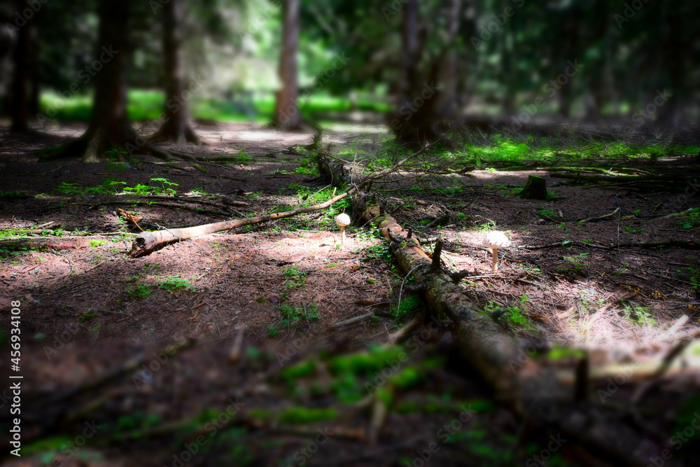 champignon en forêt Stock Photo | Adobe Stock