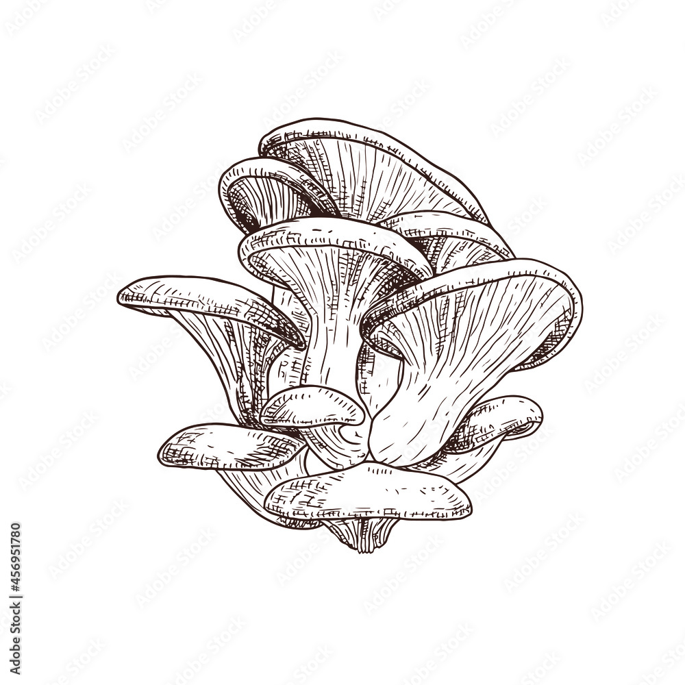 Hand drawn oyster mushrooms. Isolated sketch on white background ...