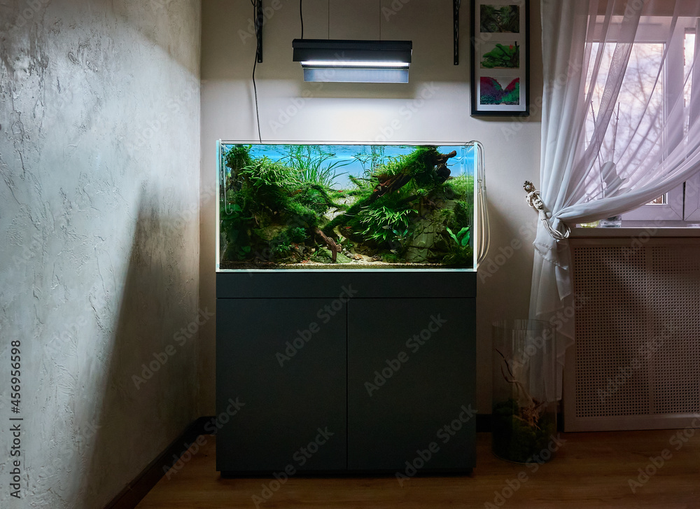 Freshwater aquascape with live aquarium plants, Frodo stones, redmoor ...