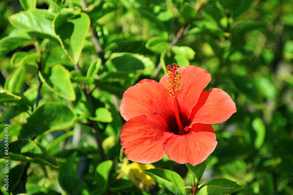 Flower of the Hibiscus Chinese or Chinese rose (Latin Hibiscus rosa ...
