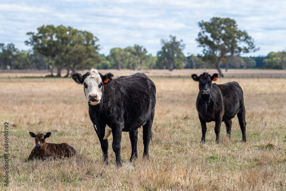 Close up of beef cows and calfs grazing on grass in Australia. Eating ...
