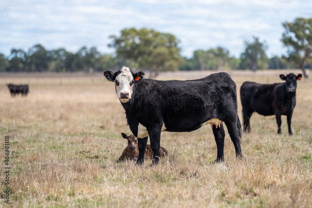 Close up of beef cows and calfs grazing on grass in Australia. Eating ...