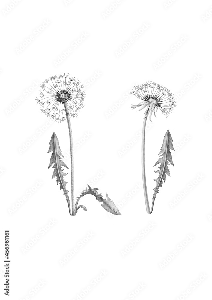 Dandelion flower drawing set. Isolated wild plant and flying seeds ...