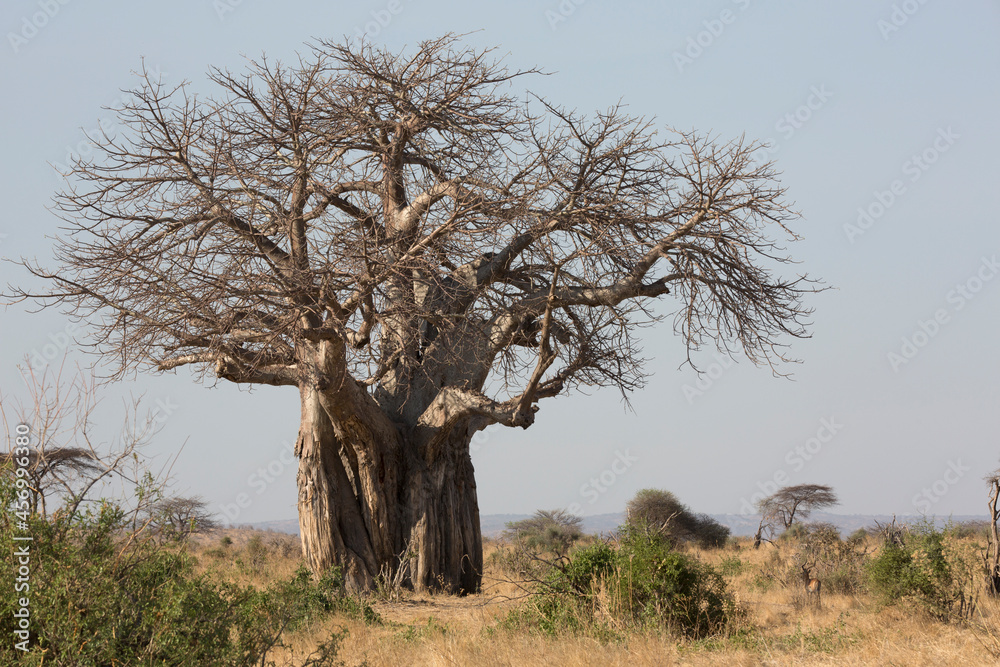 Baobab tree, Adansonia is a genus made up of eight species of medium to ...