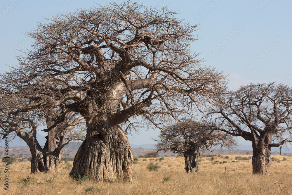 Baobab tree, Adansonia is a genus made up of eight species of medium to ...