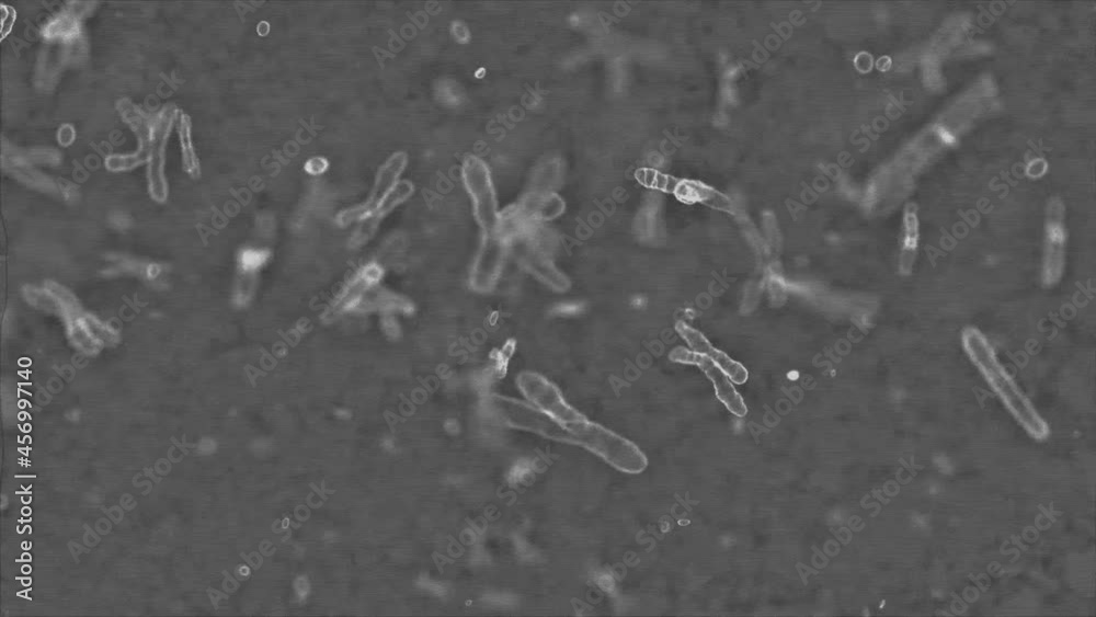X and Y types chromosomes is shot through high zoom an electron ...