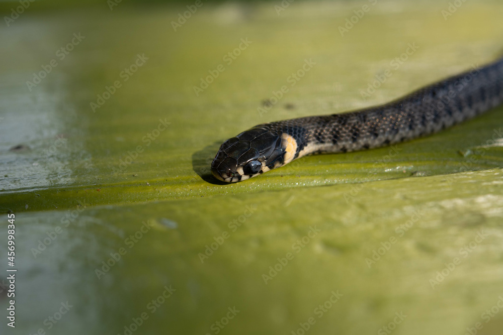 The baby grass snake (Natrix natrix) also known as ringed snake or ...