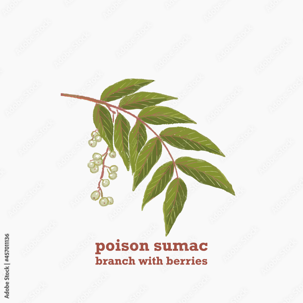 Poison Sumac Berries