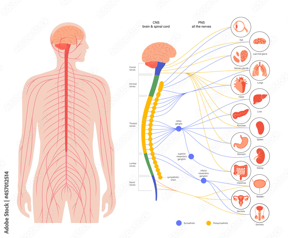Autonomic nervous system Stock Vector | Adobe Stock