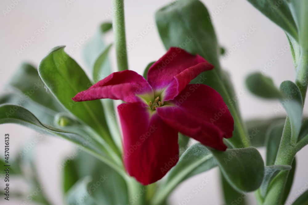 FLOR SENCILLA. FLOR DE COLOR ROJO DESTACA EN LA IMAGEN. HOJAS ...