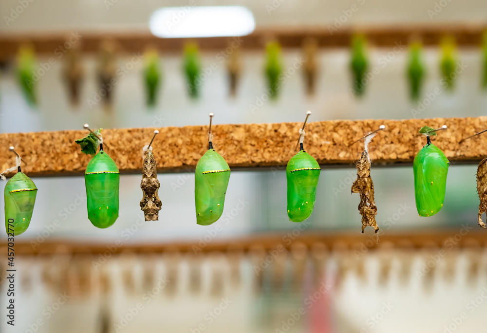 Crisálidas o capullos verdes de mariposas en un vivero o laboratorio ...
