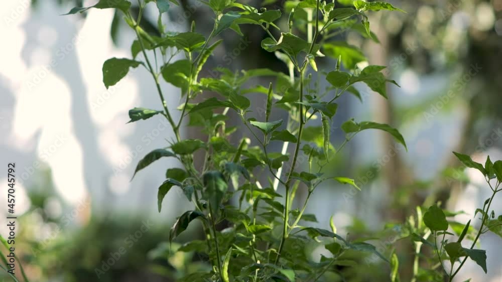 Chili tree in the garden. It is grown organically in Thailand. Stock ...