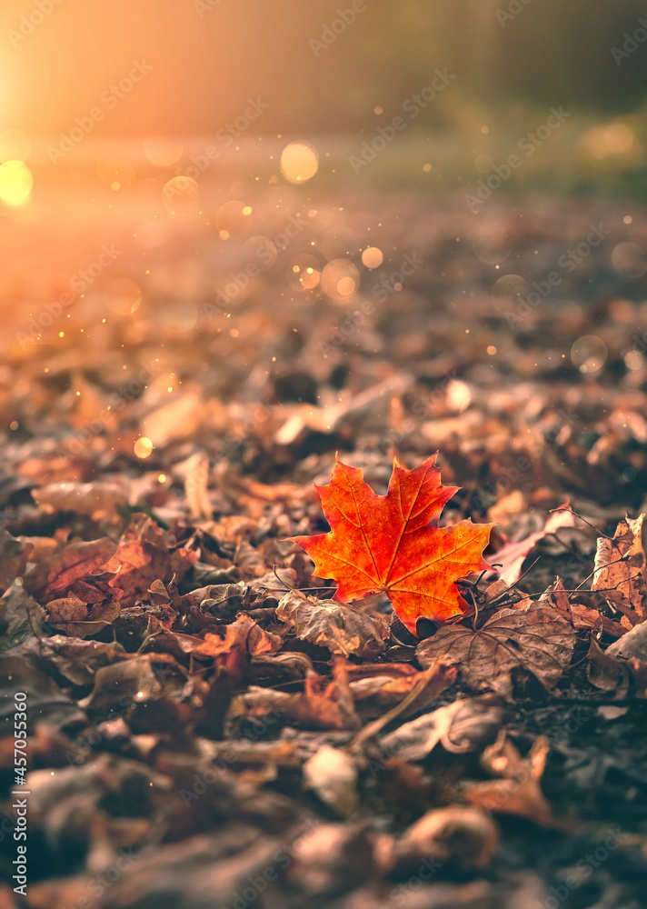 Sad Autumn Season Wallpaper