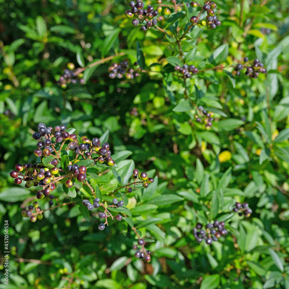 Beeren vom Liguster, Ligustrum vulgare Stock Photo | Adobe Stock