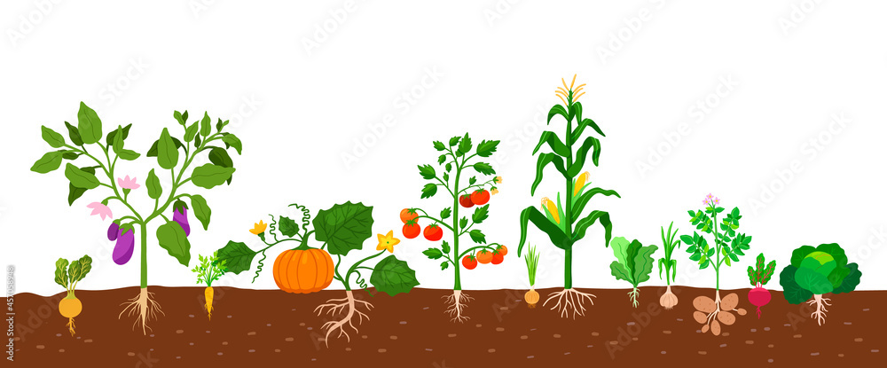 Vegetable Farm Clipart Background