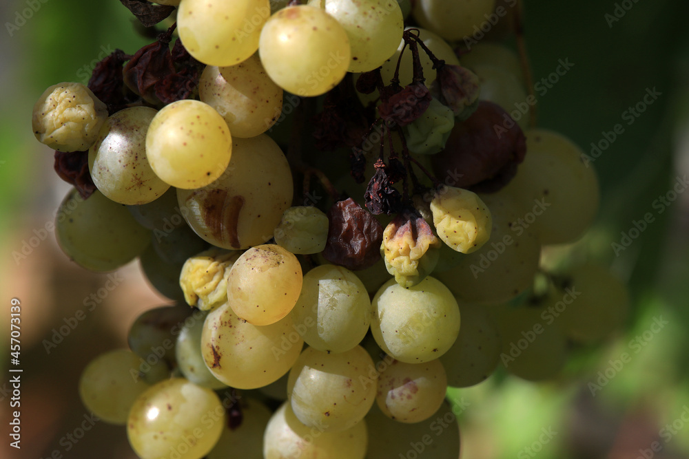 Detail of Plasmopara viticola, Mildew a plant disease on white grapes ...