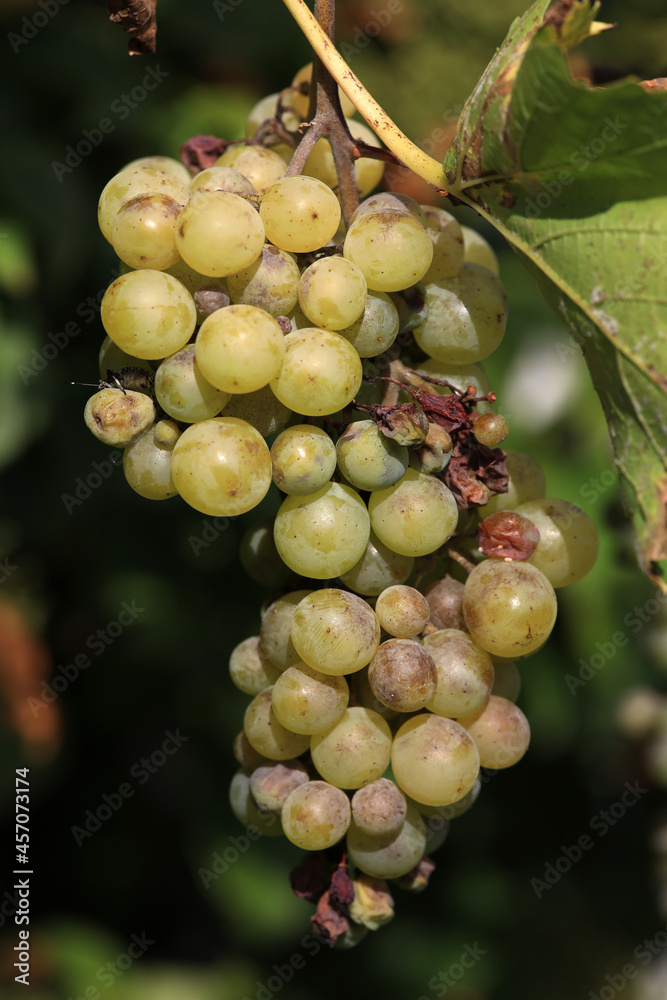 Foto Stock Detail of Plasmopara viticola, Mildew a plant disease on ...
