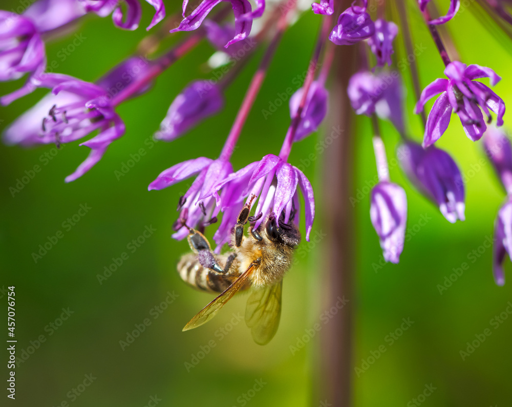 Bee pollinating on a flower blossom Stock Photo | Adobe Stock