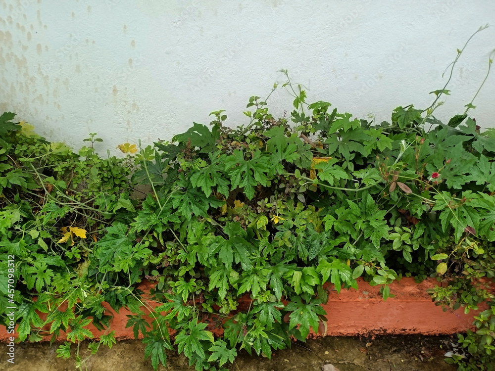 Karela Plant