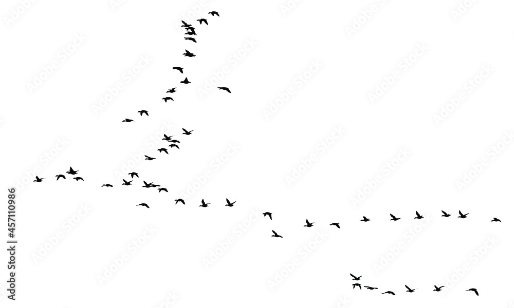 Flying birds. Vector image. White background. Stock Vector | Adobe Stock