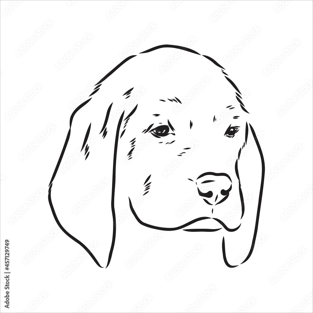 Outlined Beagle dog head. Vector illustration beagle dog is a simple ...