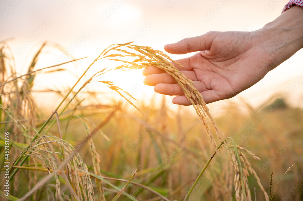 Hand owner of farmer holding cheking qualitya golden rice paddy in the ...