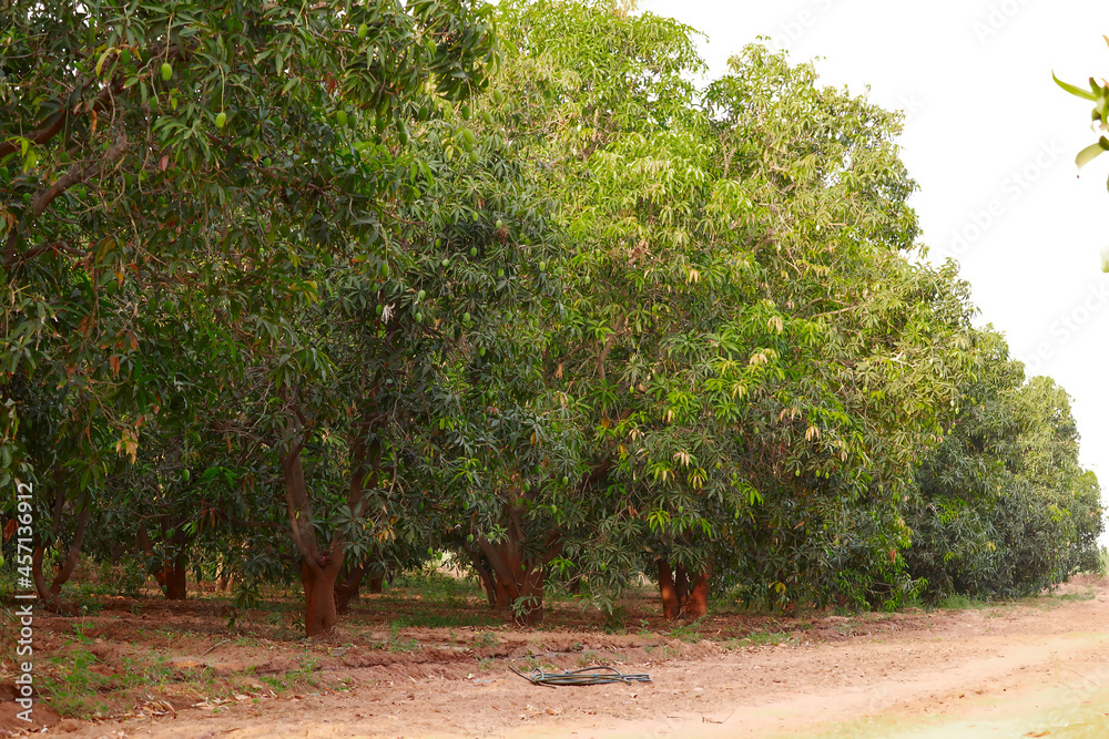 Mango hanging on the tree of mango tree,popular fruit in india ...