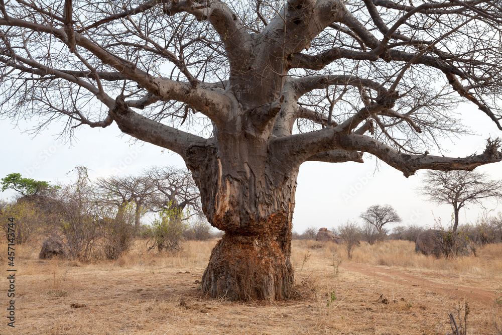 Adansonia digitata, the African baobab in the dry season. It is the ...