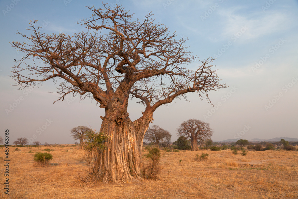 Adansonia digitata, the African baobab in the dry season. It is the ...