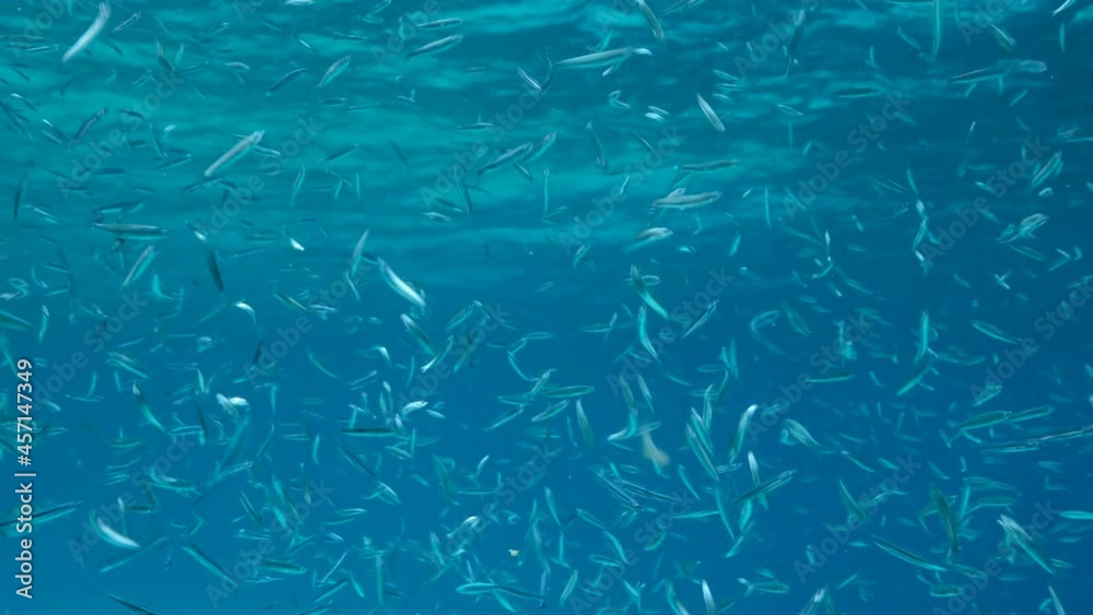 Slow motion. Large school of small fish eating plankton on еру blue ...