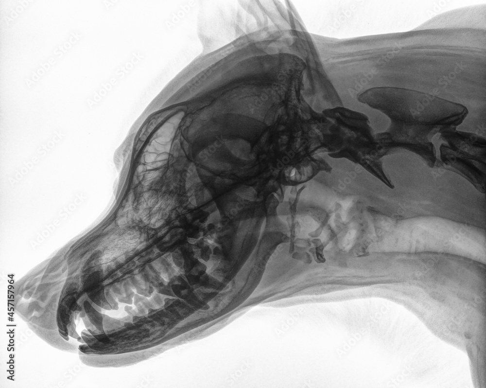 X-ray of the skull of a dog, in side position, black and white photo ...