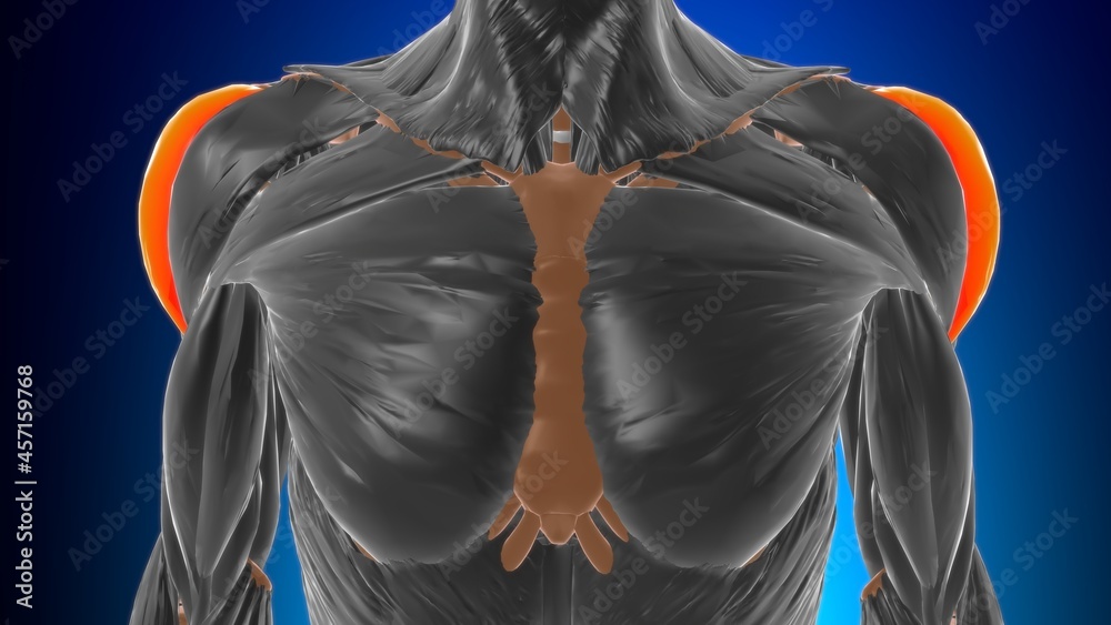 Acromial part of deltoid Muscle Anatomy For Medical Concept 3D Stock ...