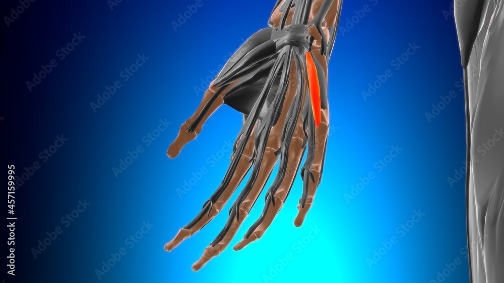 Flexor digiti minimi brevis of hand Muscle Anatomy For Medical Concept ...