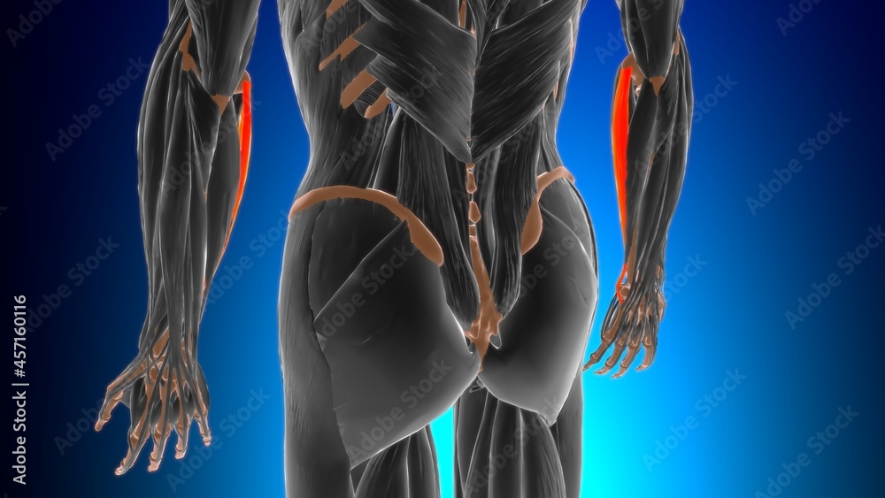 Humeral head of flexor carpi ulnaris Muscle Anatomy For Medical Concept ...